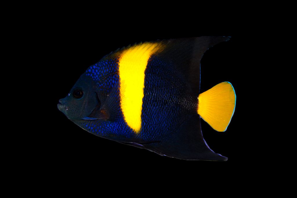 Shop Asfur Angelfish - Reeftopia | Australia's Source For Premium Fish ...
