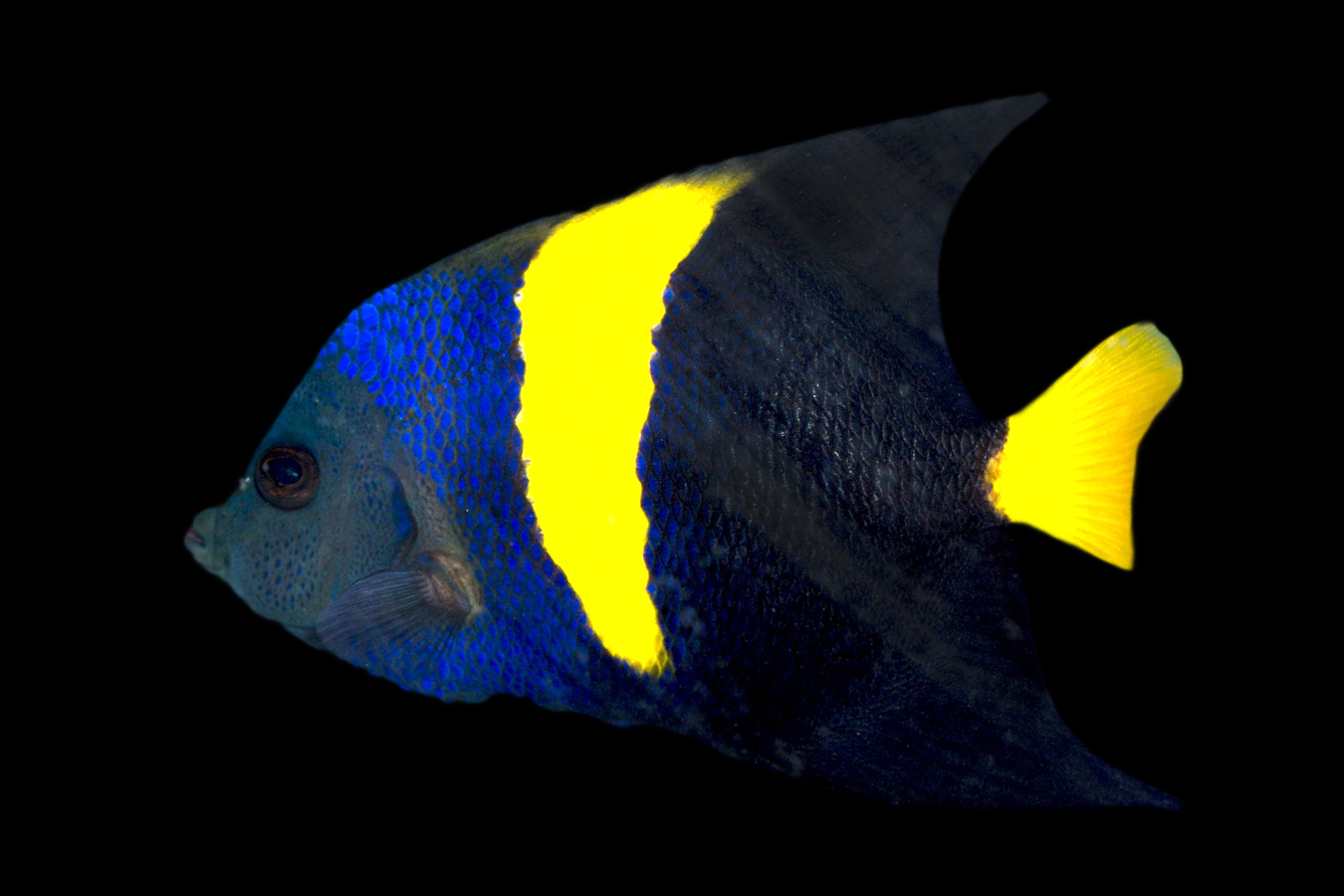 Asfur Angelfish – Reeftopia