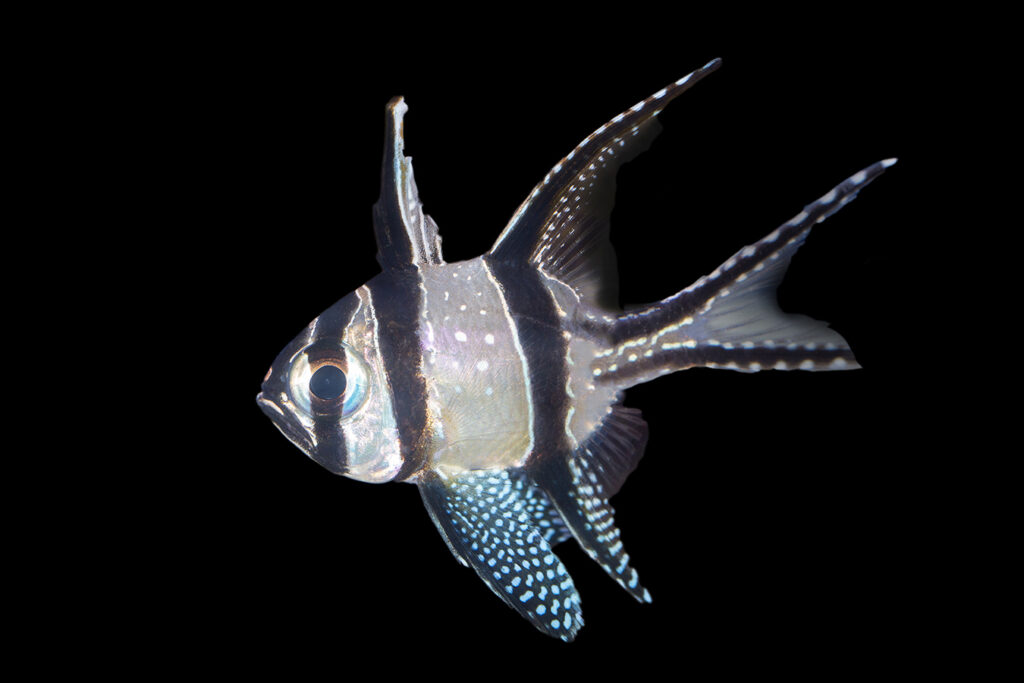 Shop Bangaii Cardinalfish - Reeftopia | Australia's Source For Premium ...
