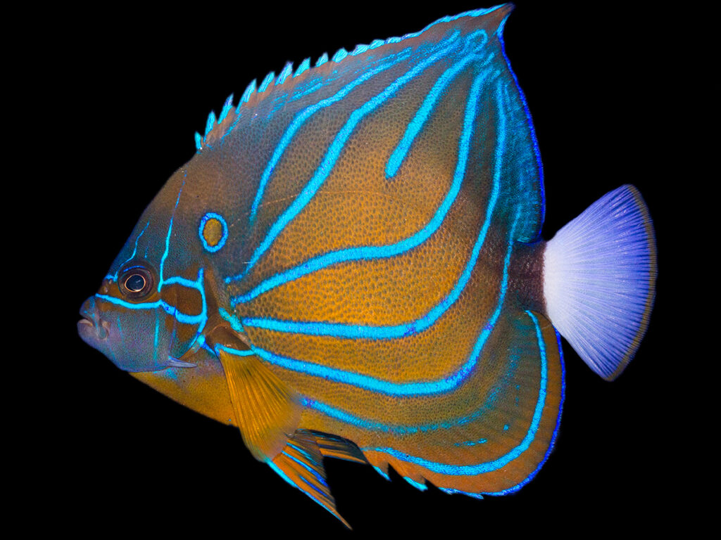 Shop Blue Ring Angelfish - Reeftopia | Australia's Source For Premium ...
