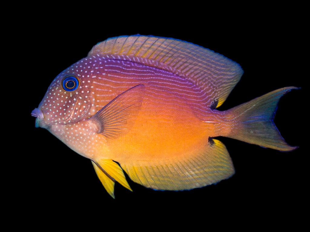 Shop Orange Stripe Bristletooth Tang - Reeftopia | Australia's Source ...