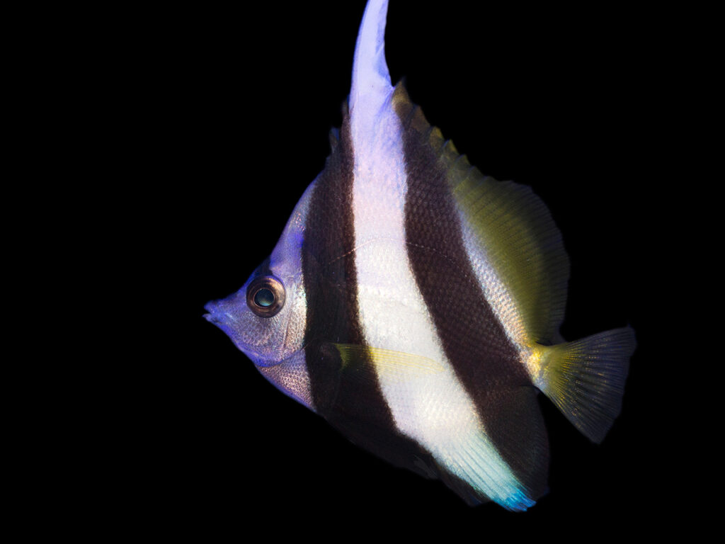 Shop Longfin Bannerfish - Reeftopia | Australia's Source For Premium ...
