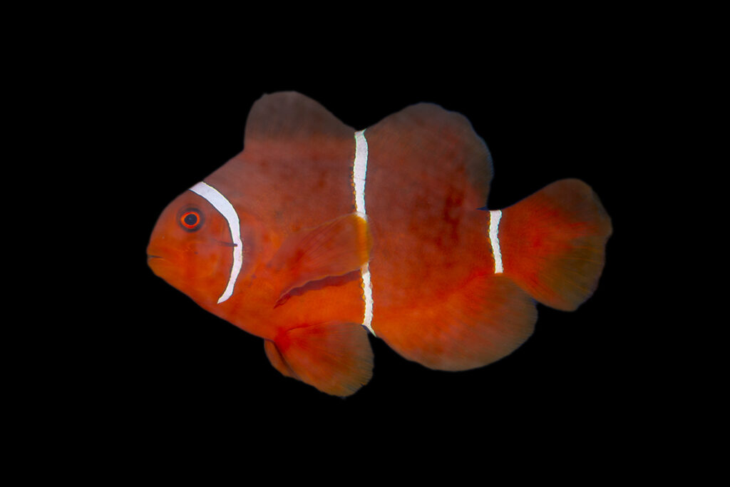 Shop Maroon Clownfish - Reeftopia | Australia's Source For Premium Fish ...
