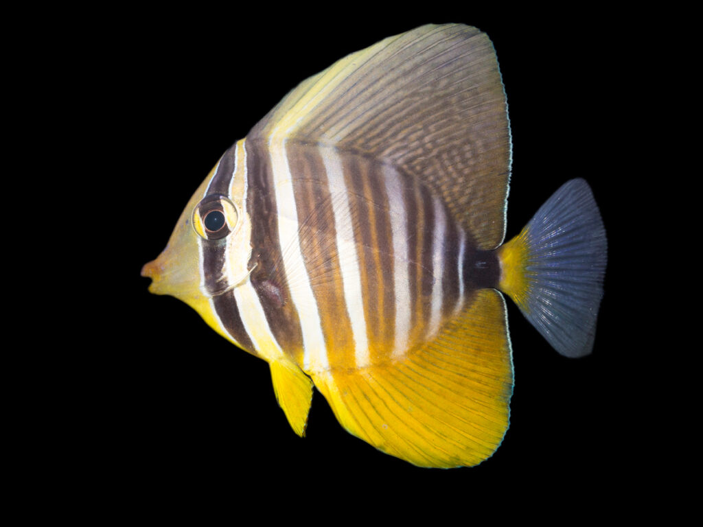 Shop Tangs/Surgeonfish - Reeftopia | Australia's Source For Premium ...
