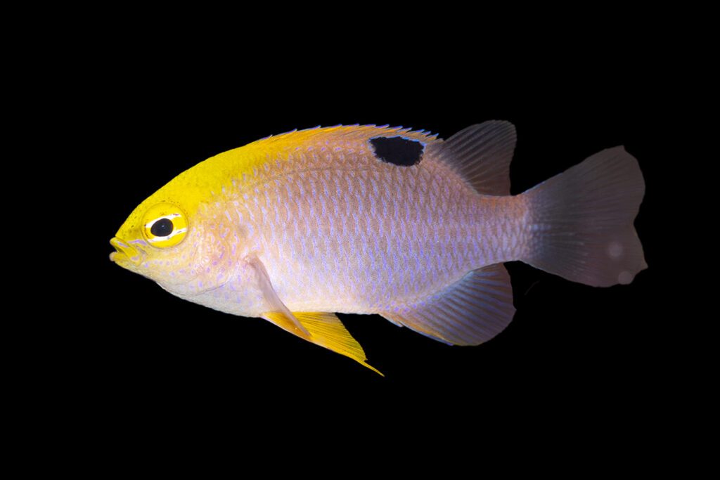 Shop Talbot's Damselfish - Reeftopia | Australia's Source For Premium ...