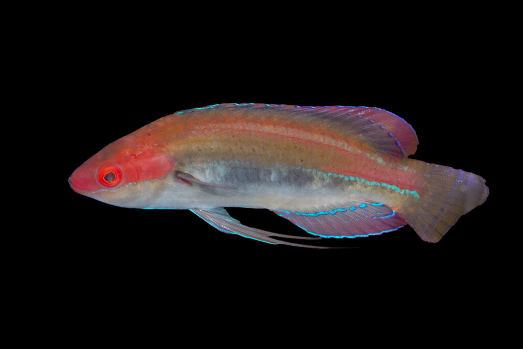 Shop Threadfin Fairy Wrasse - Reeftopia | Australia's Source For ...