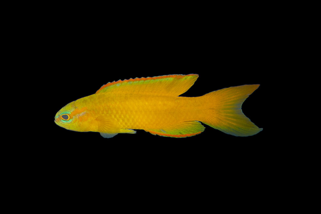 Shop Yellow Assessor - Reeftopia | Australia's Source For Premium Fish ...