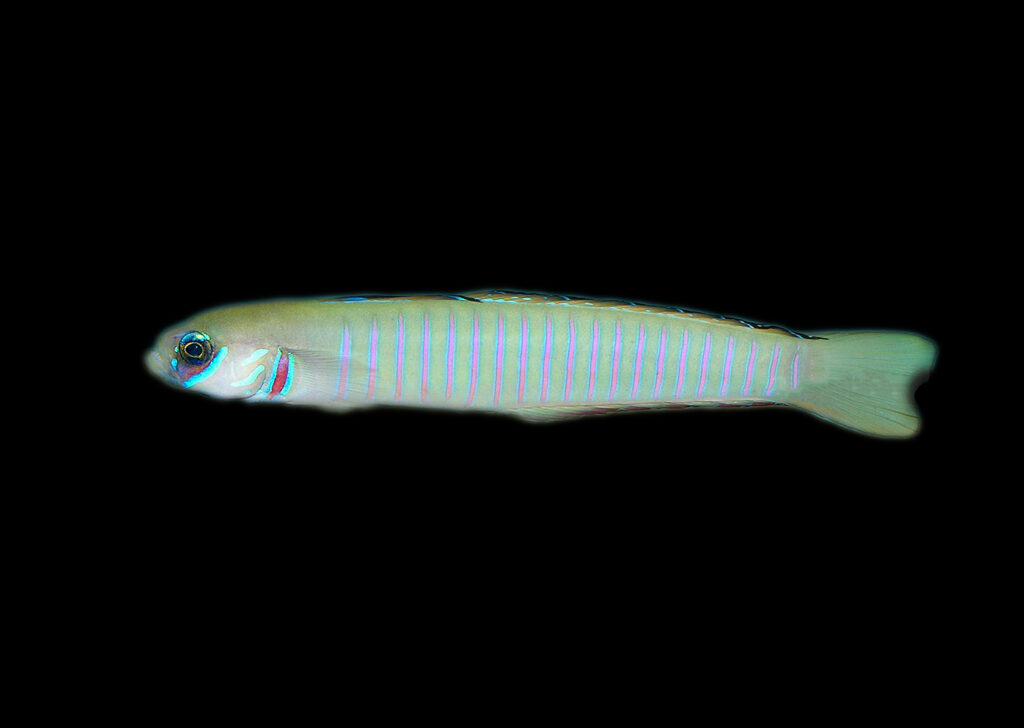 Shop Pink Barred Zebra Goby - Reeftopia | Australia's Source For ...