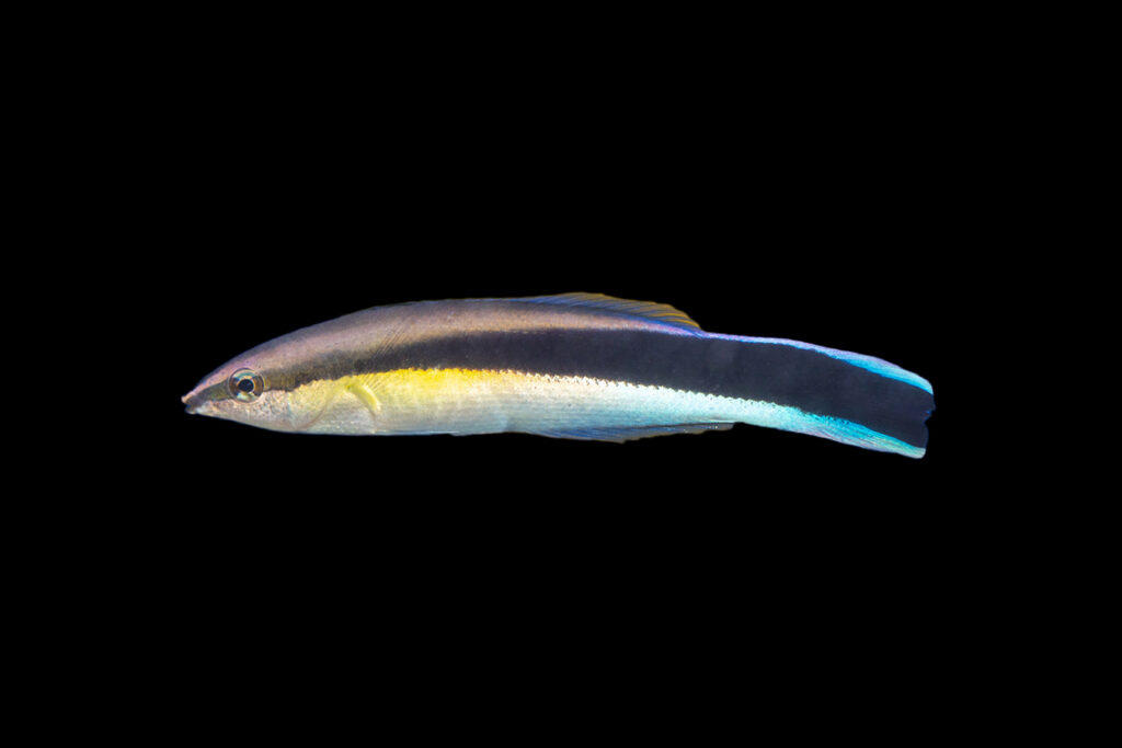 Shop Cleaner Wrasse - Reeftopia | Australia's Source For Premium Fish ...