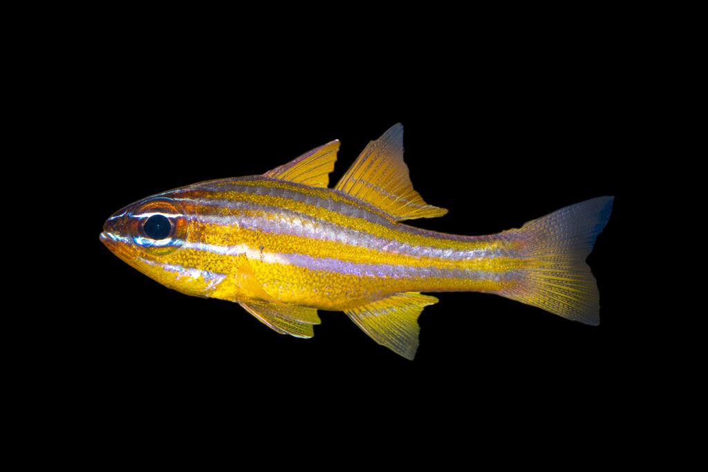 Shop Coral Cardinalfish - Reeftopia | Australia's Source For Premium ...