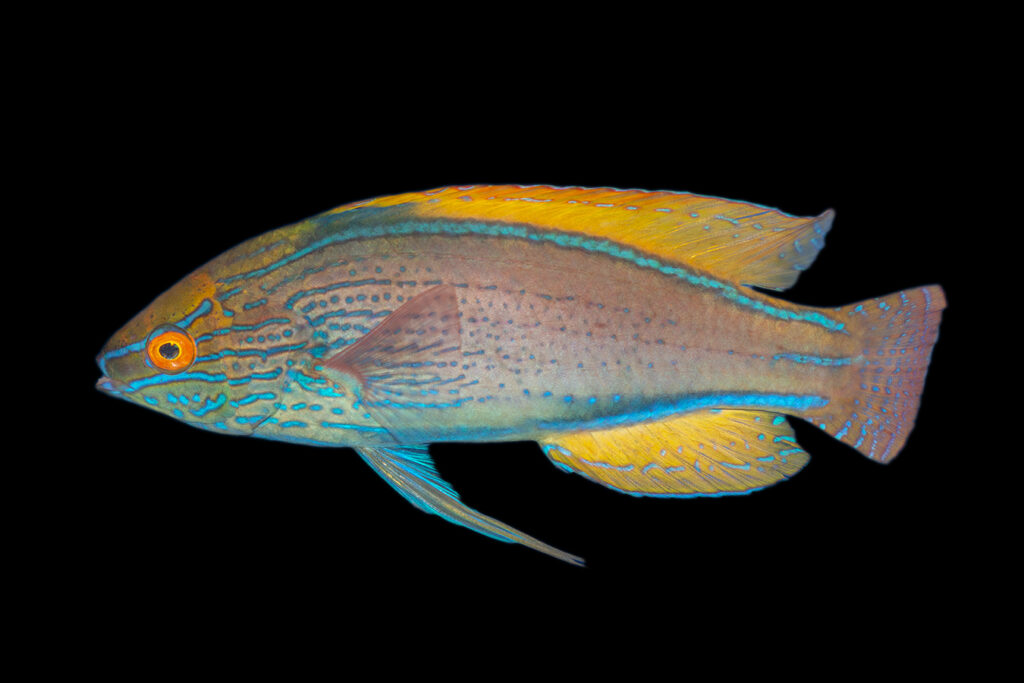 Shop Lineatus Wrasse - Reeftopia | Australia's Source For Premium Fish ...