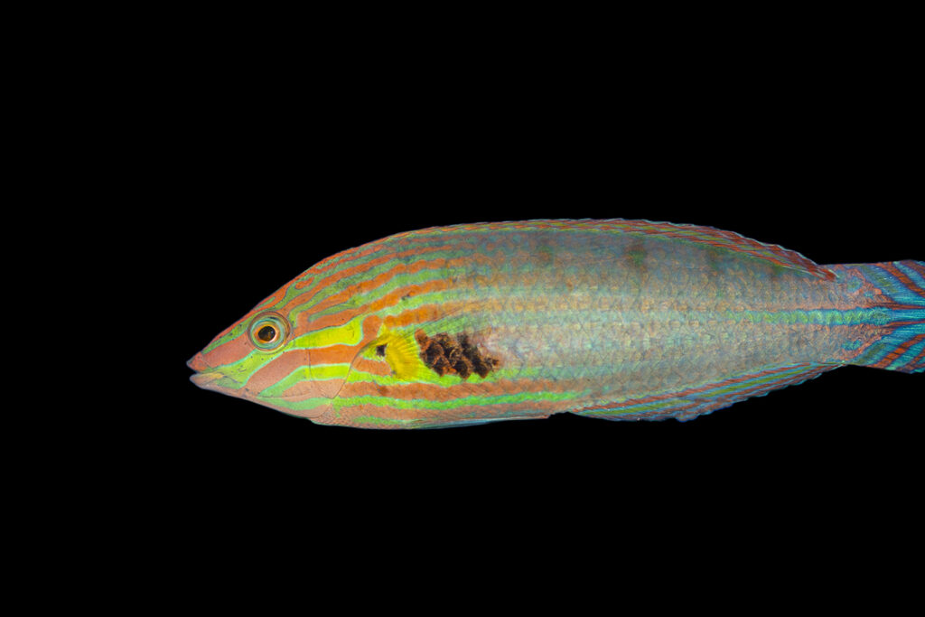 Shop Melanurus Wrasse - Reeftopia | Australia's Source For Premium Fish ...