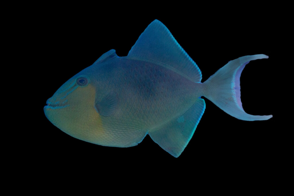Shop Niger Triggerfish - Reeftopia | Australia's Source For Premium ...