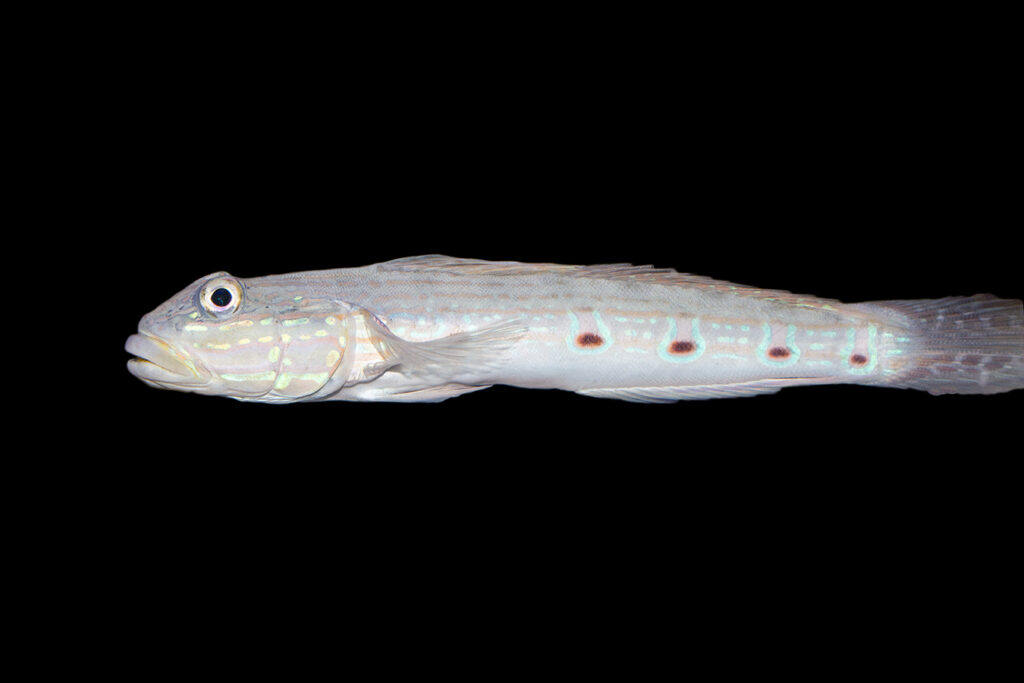 Shop Pink Spot Sleeper Goby - Reeftopia | Australia's Source For ...