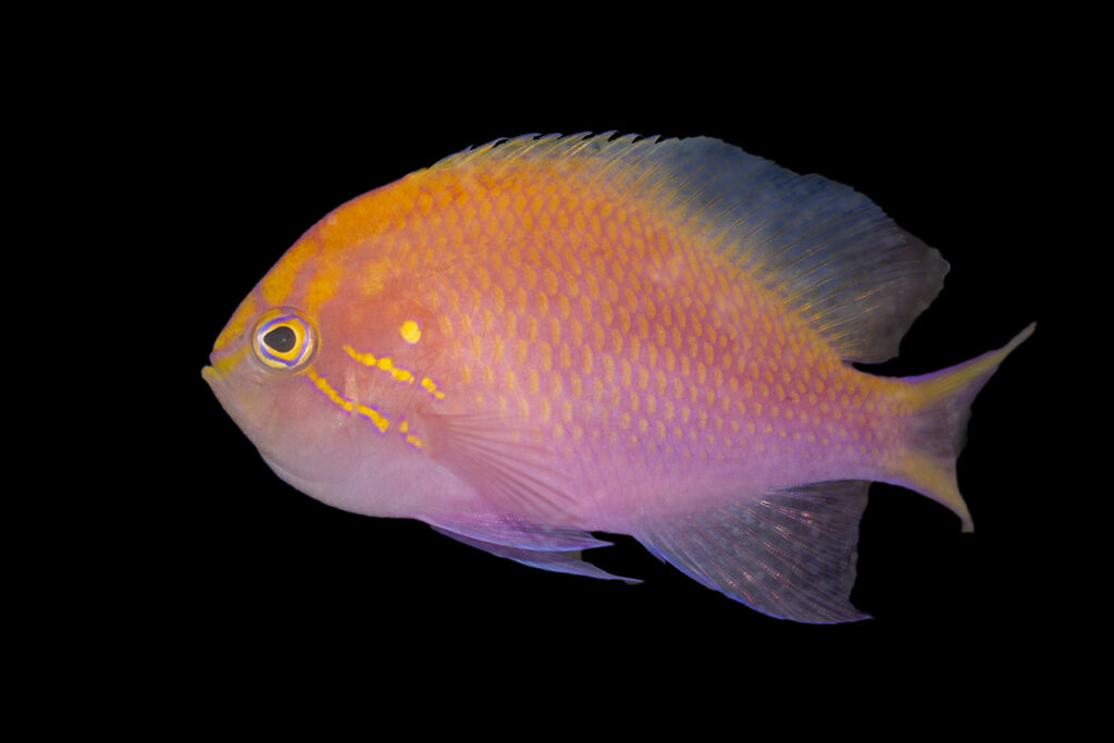 Shop Sunburst Anthias - Reeftopia | Australia's Source For Premium Fish ...