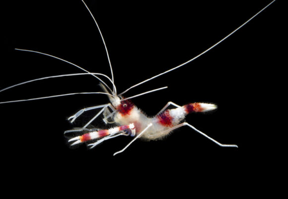 Shop Coral Banded Shrimp - Reeftopia | Australia's Source For Premium ...