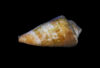 Shop Strombus Snail - Reeftopia | Australia's Source For Premium Fish ...