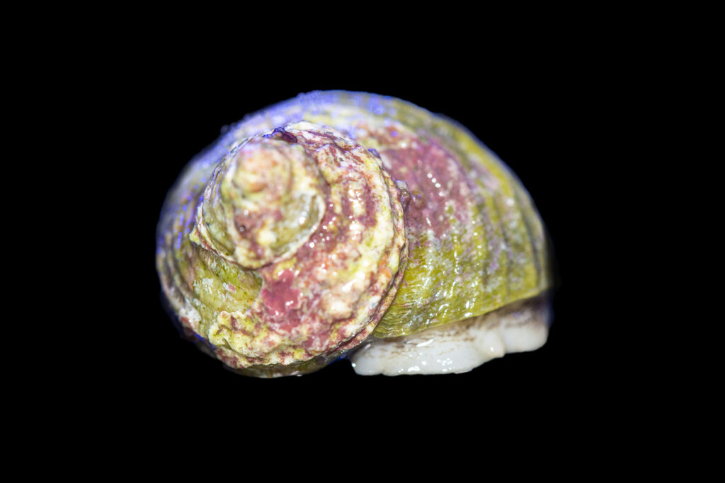 Shop Turbo Snail - Reeftopia | Australia's Source For Premium Fish & Coral