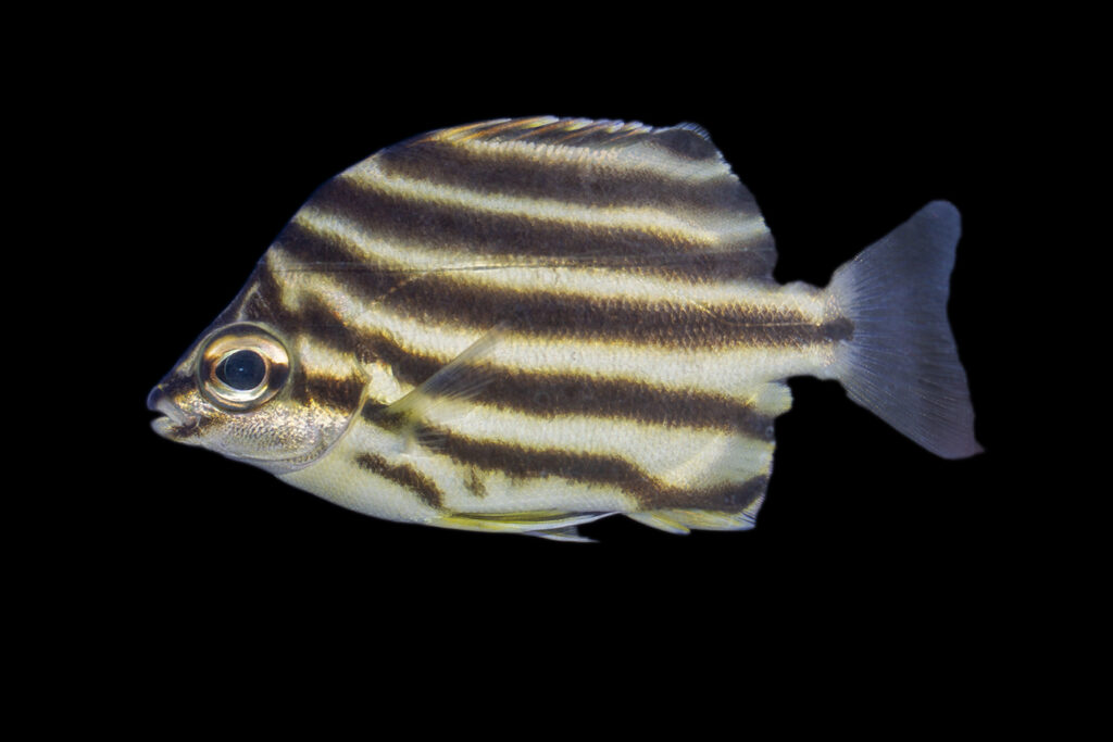 Shop Australian Stripey - Reeftopia | Australia's Source For Premium ...