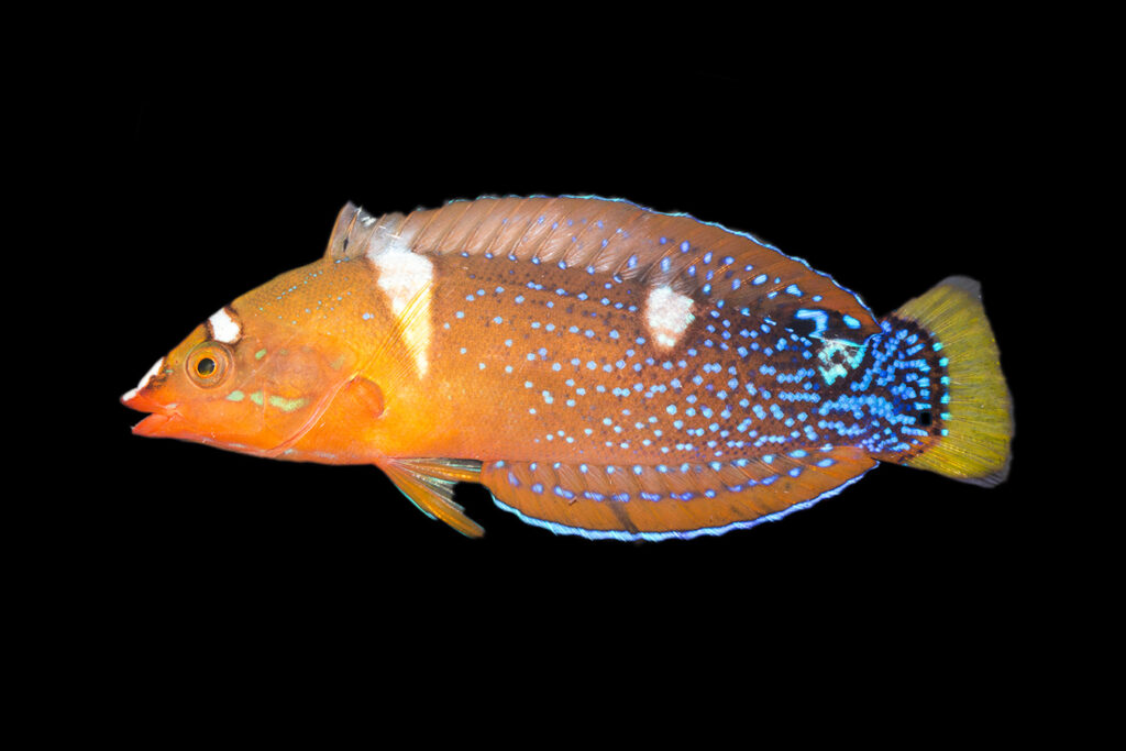 Shop Red Coris Wrasse - Reeftopia | Australia's Source For Premium Fish ...