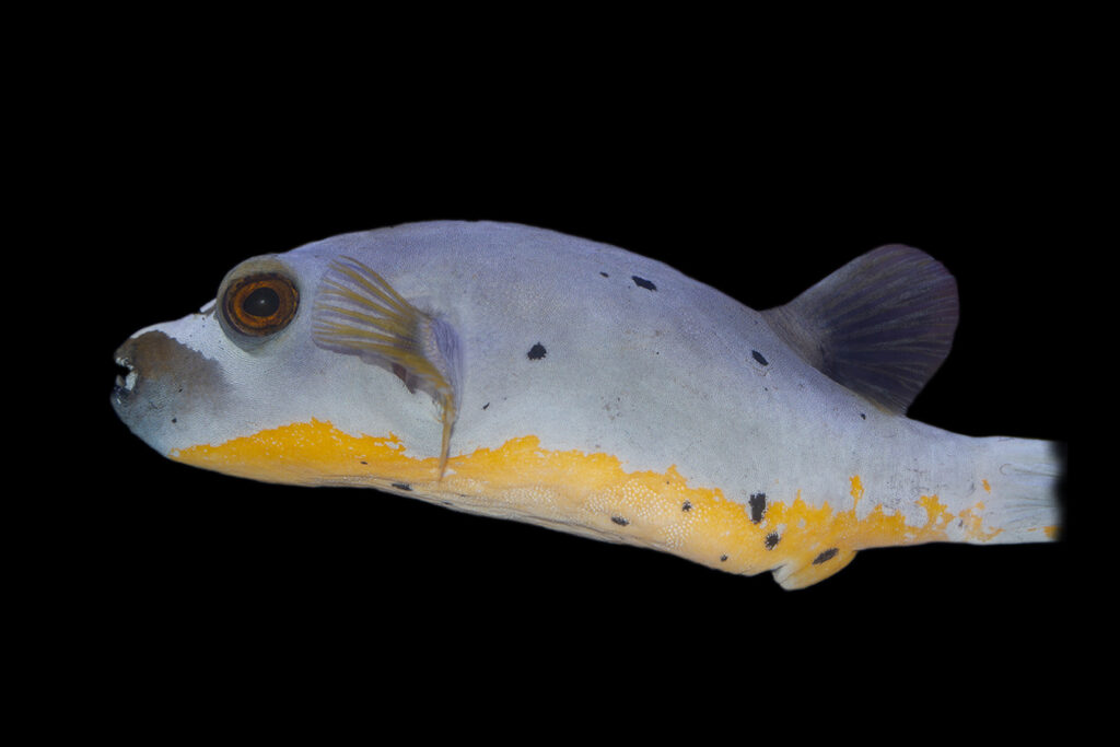 Shop Dogface Pufferfish - Yellow Belly - Reeftopia | Australia's Source ...