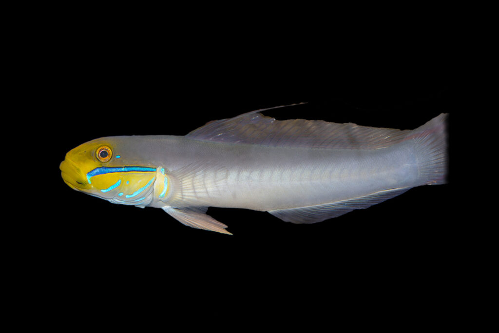 Shop Gold Head Sleeper Goby - Reeftopia | Australia's Source For ...