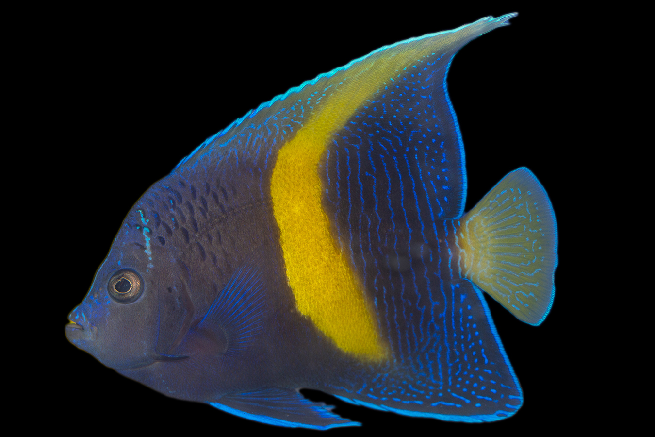 Half Moon Angelfish – Reeftopia