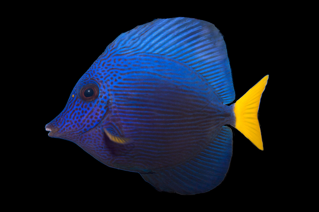 Shop Purple Tang - Reeftopia | Australia's Source For Premium Fish & Coral