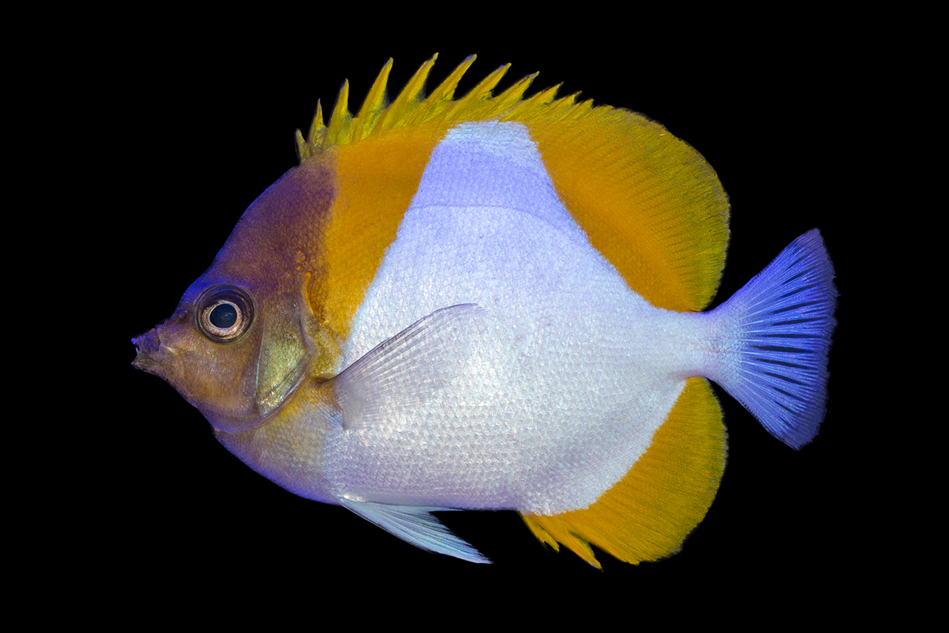 Shop Pyramid Butterflyfish - Reeftopia | Australia's Source For Premium ...