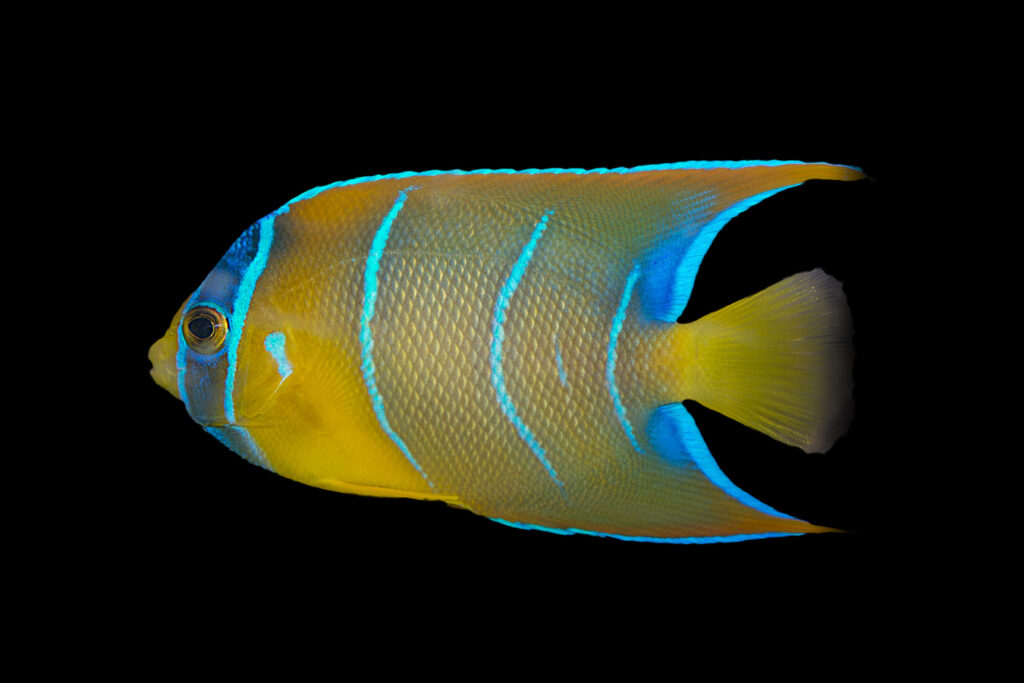 Shop Queen Angelfish - Reeftopia | Australia's Source For Premium Fish ...