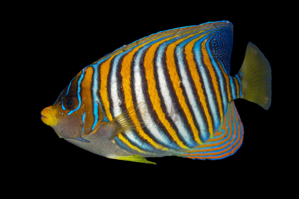Shop Regal Angelfish - Reeftopia | Australia's Source For Premium Fish ...