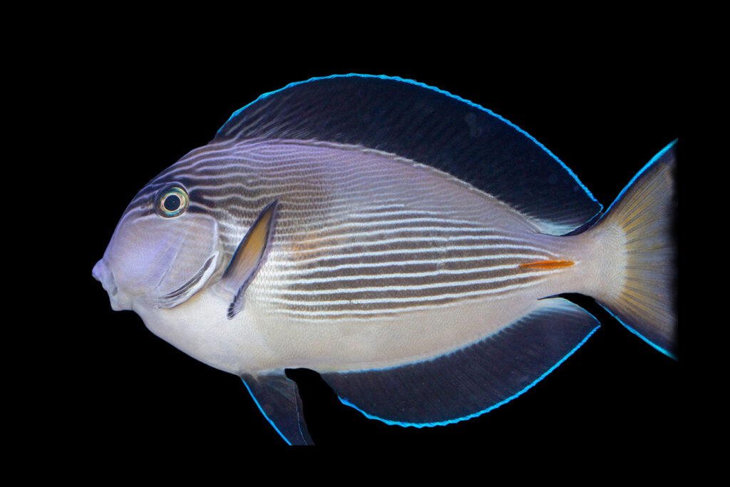 Shop Sohal Tang - Reeftopia | Australia's Source For Premium Fish & Coral
