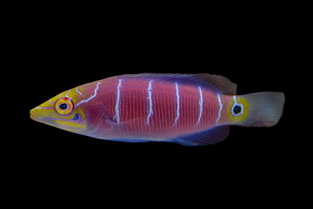 Shop Mystery Wrasse - Reeftopia | Australia's Source For Premium Fish ...