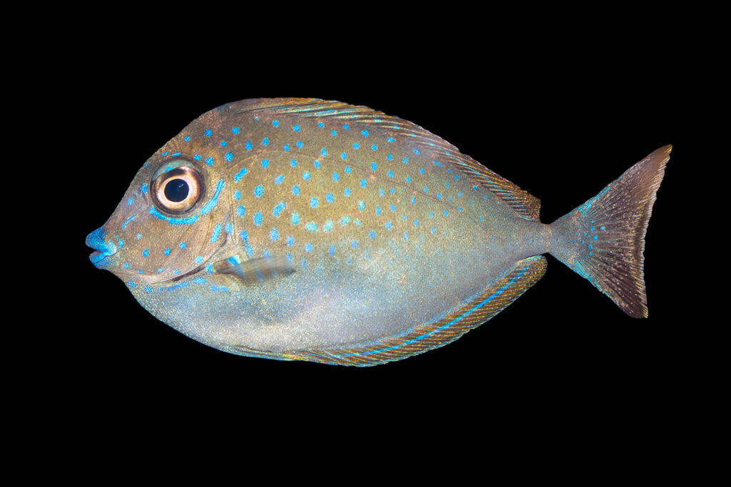 Shop Vlamingii Tang - Reeftopia | Australia's Source For Premium Fish ...