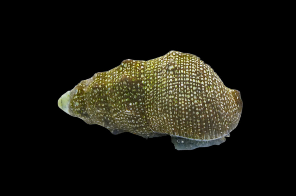 Shop Cerith Snail - Reeftopia | Australia's Source For Premium Fish & Coral