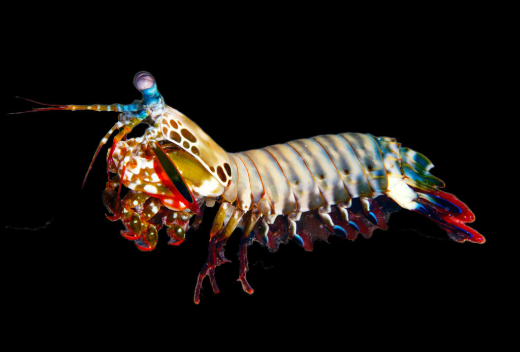 Shop Rainbow Mantis Shrimp - Reeftopia | Australia's Source For Premium ...
