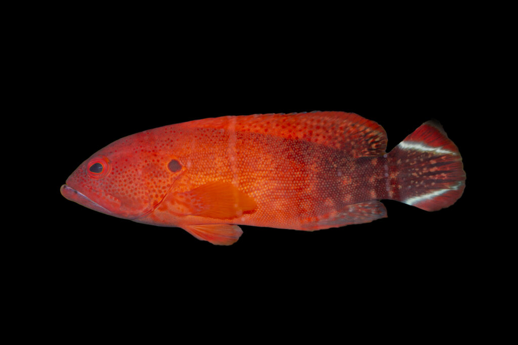 Shop Flagtail Grouper - Reeftopia | Australia's Source For Premium Fish ...