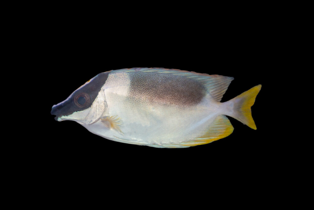 Shop Magnificent Foxface - Reeftopia | Australia's Source For Premium ...