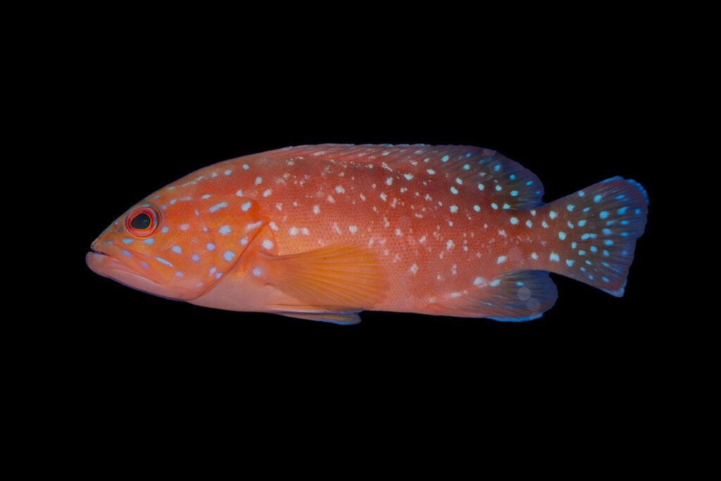 Shop Miniatus Grouper - Reeftopia | Australia's Source For Premium Fish ...
