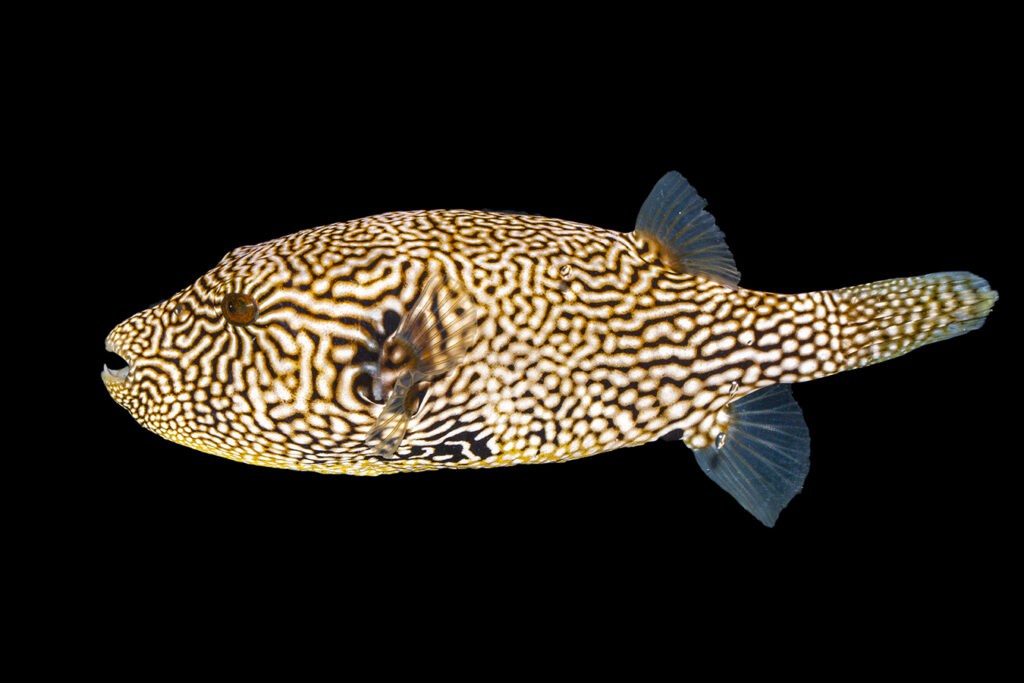 Shop Scribbled Pufferfish - Reeftopia | Australia's Source For Premium ...
