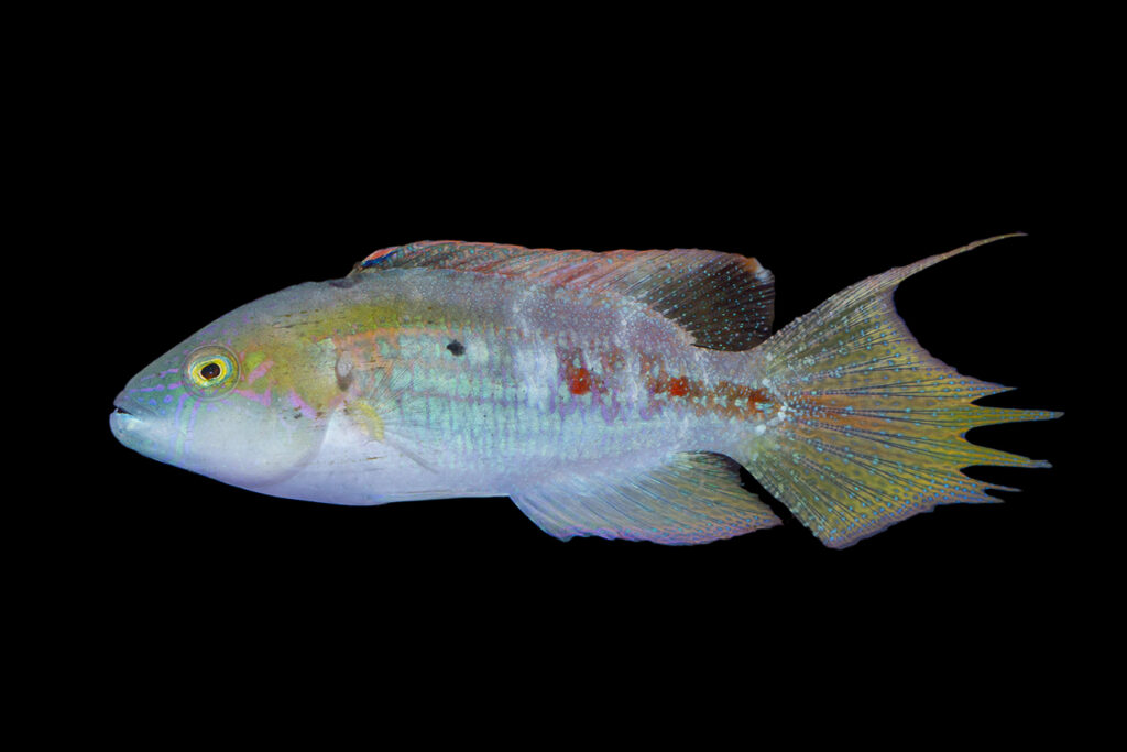 Shop Two Spot Maori Wrasse - Reeftopia | Australia's Source For Premium ...