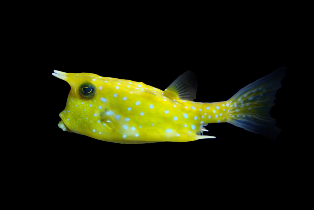 Shop Longhorn Cowfish - Reeftopia | Australia's Source For Premium Fish ...