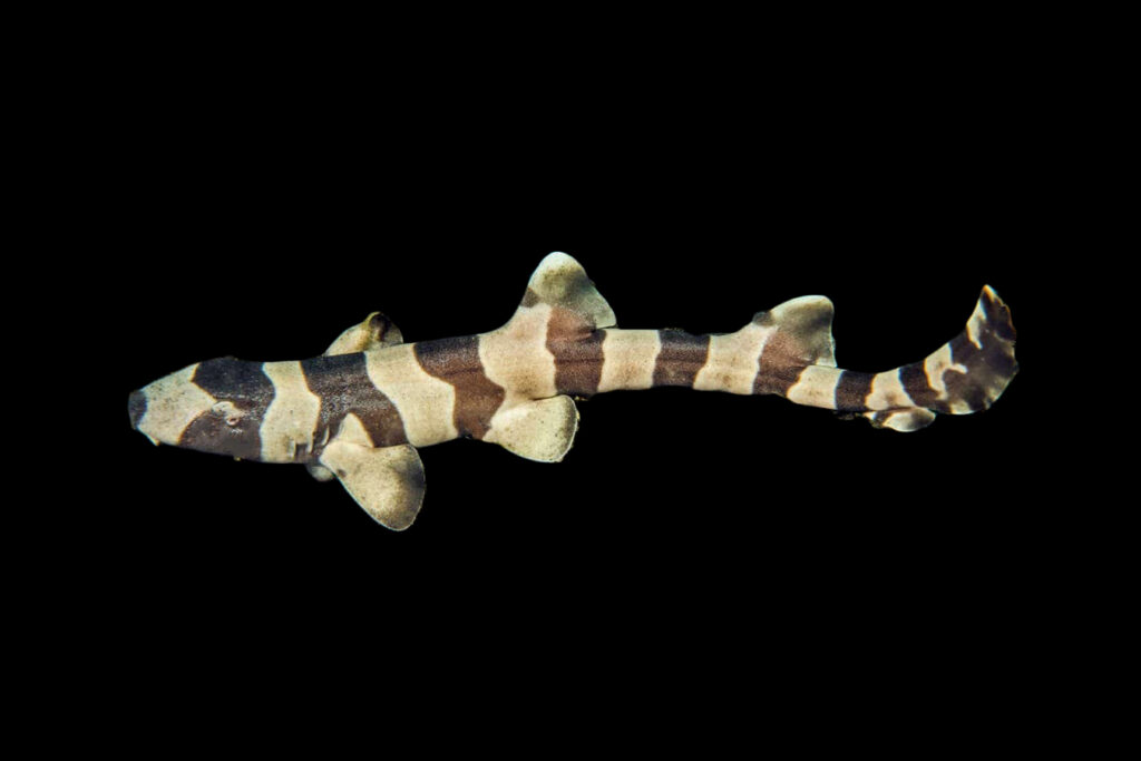 Shop Brownbanded Bamboo Shark - Reeftopia | Australia's Source For ...