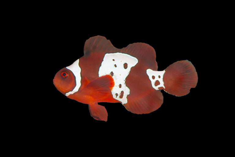 Shop Lightning Maroon Clownfish - Reeftopia | Australia's Source For ...