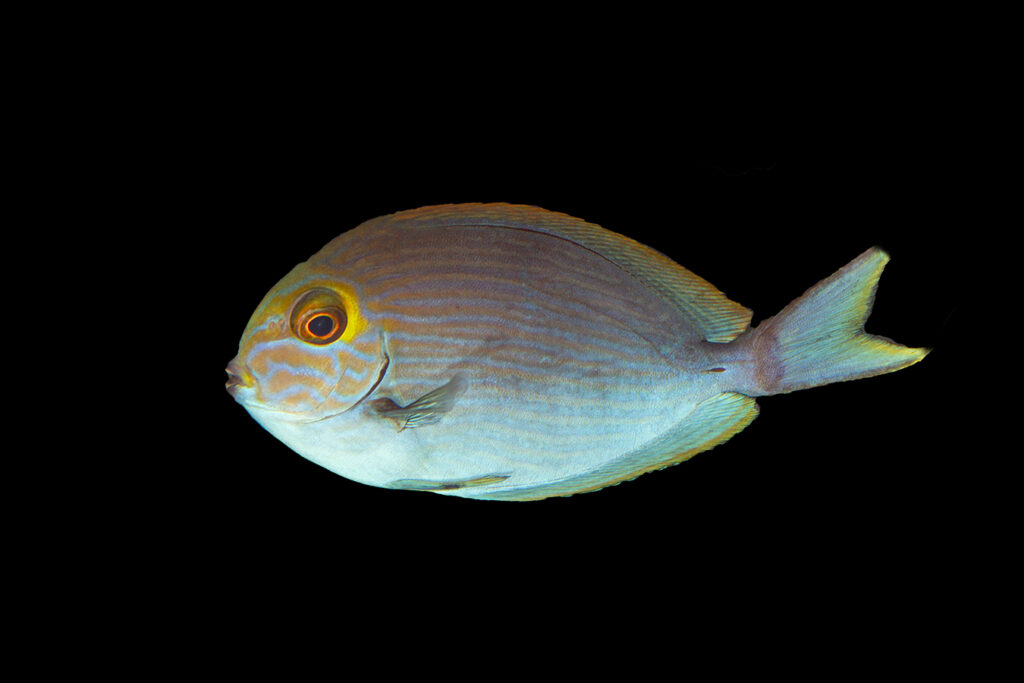 Shop Mata Tang › Reeftopia: Australia's Source for Premium Fish & Coral