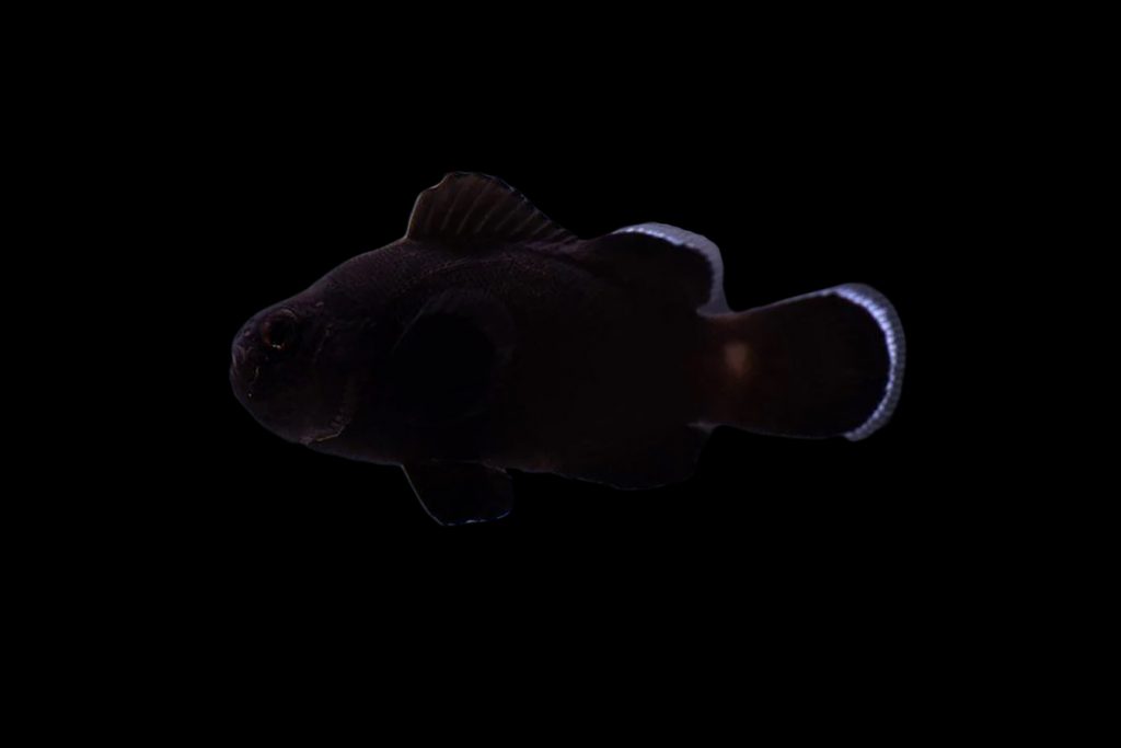 Shop Midnight Clownfish - Reeftopia | Australia's Source For Premium ...
