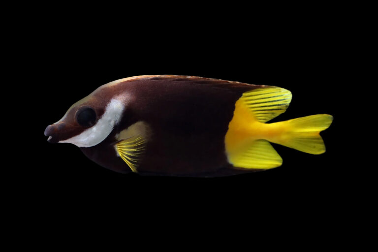 Shop Bicolor Foxface - Reeftopia | Australia's Source For Premium Fish ...