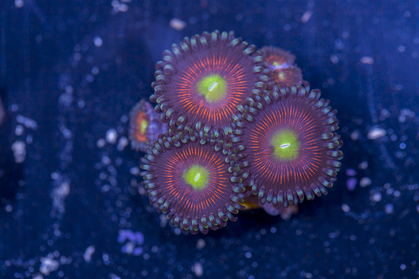 Shop Zoanthids – Everlasting Gobstopper › Reeftopia: Australia's Source for Premium Fish & Coral