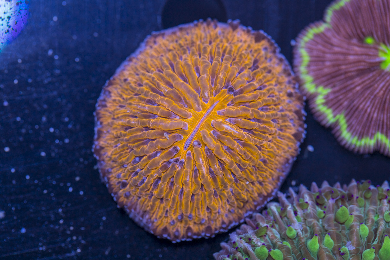 Shop Fungia › Reeftopia: Australia's Source for Premium Fish & Coral