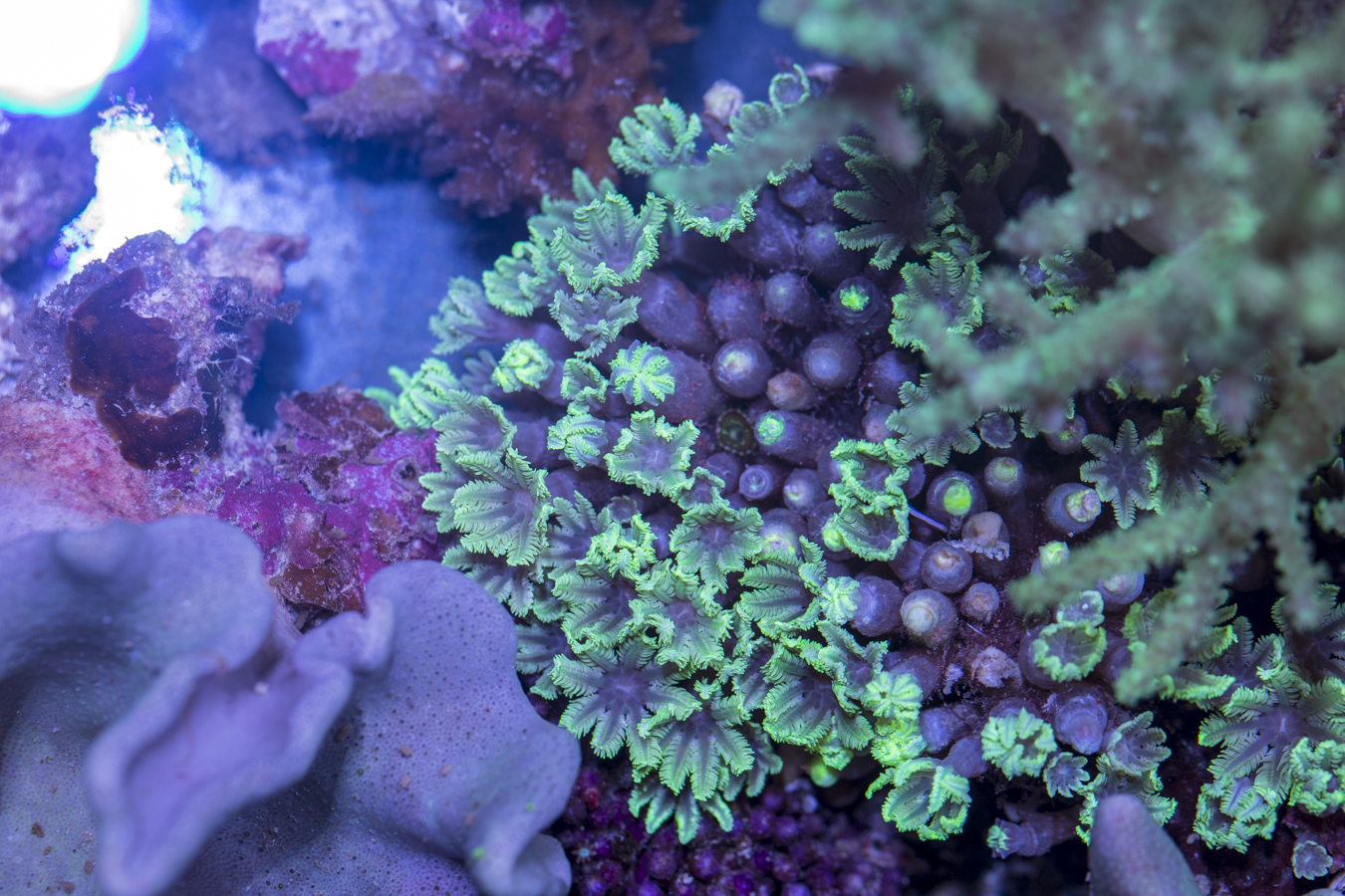 Shop Clavularia › Reeftopia: Australia's Source for Premium Fish & Coral